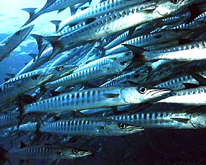 Barracuda