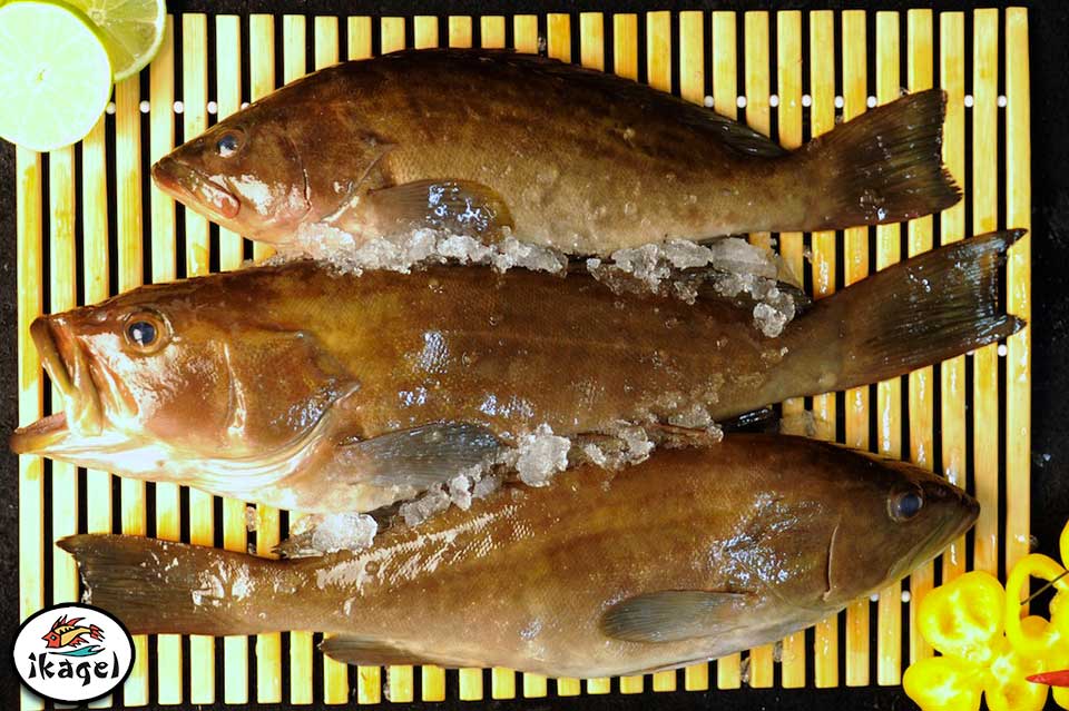 Les produits filets de Ikagel